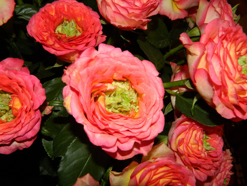 Flower Trends Forecast - SAF Convention 2014 - Marco Island